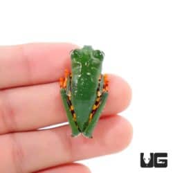 Super Tigerleg Monkey Tree Frogs (Phyllomedusa tomopterna) For Sale ...