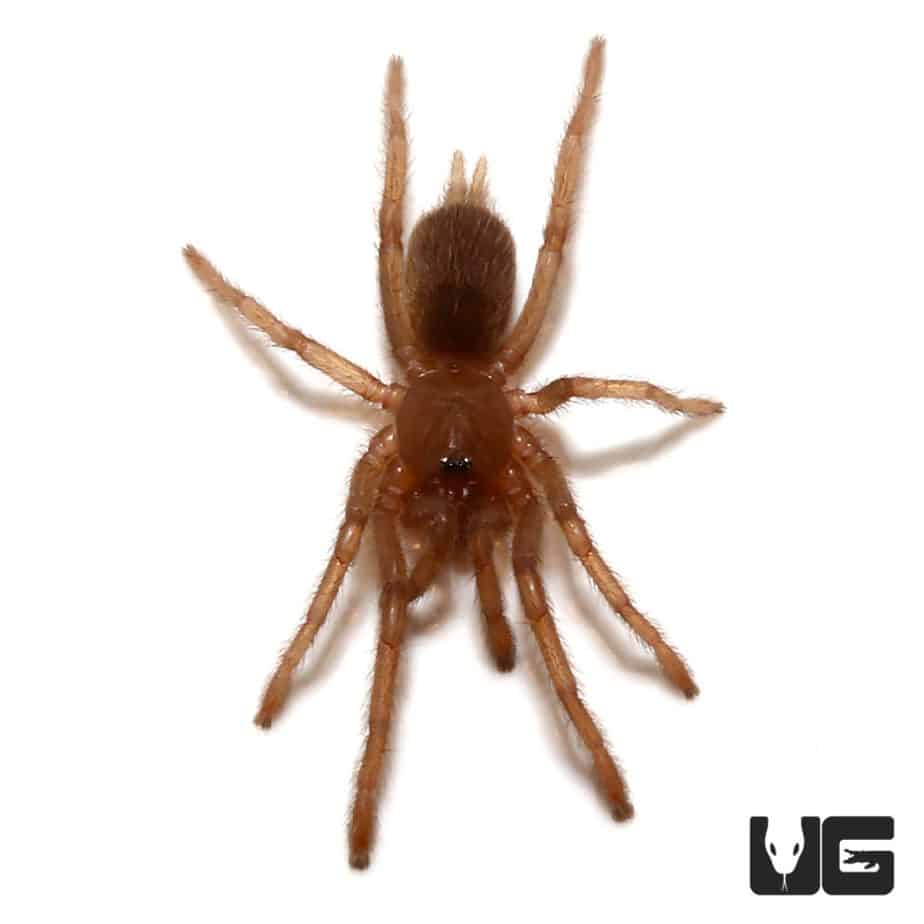 Thailand Dwarf Earth Tiger Tarantula (.25 - .75'') - Underground Reptiles