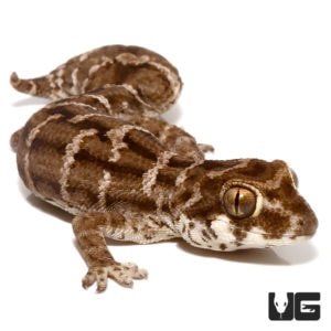 Viper Gecko - Underground Reptiles
