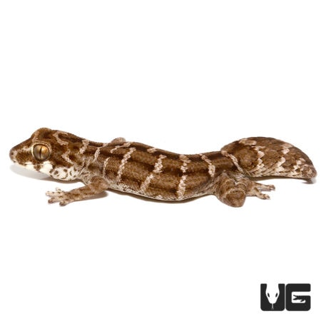 Viper Gecko - Underground Reptiles