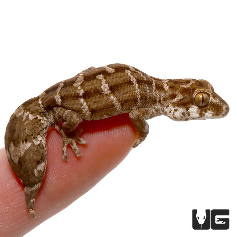 Viper Gecko - Underground Reptiles