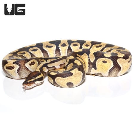 Baby Enchi Ball Python (Python regius) For Sale - Underground Reptiles