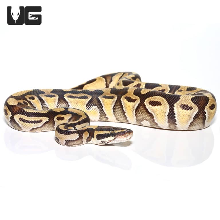 Ball Pythons For Sale - Underground Reptiles