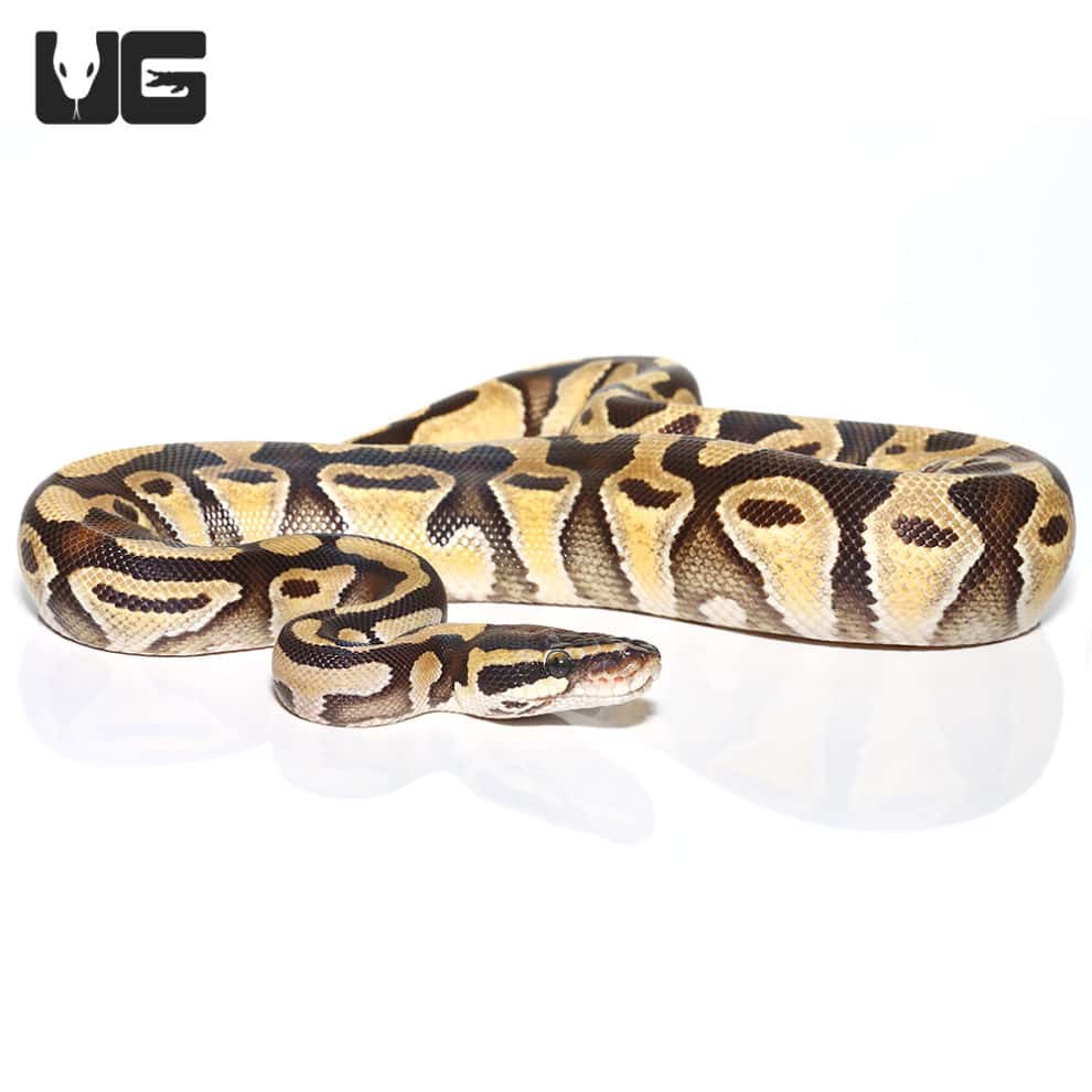 Snakes For Sale - Underground Reptiles