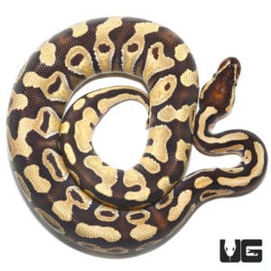 Ball Pythons For Sale - Underground Reptiles