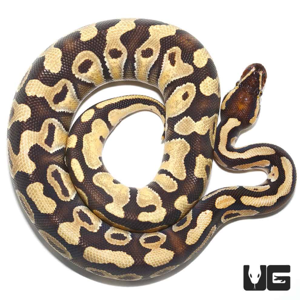 Ball Pythons For Sale - Underground Reptiles