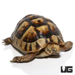 Tortoises For Sale - Underground Reptiles