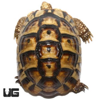 Tortoises For Sale - Underground Reptiles