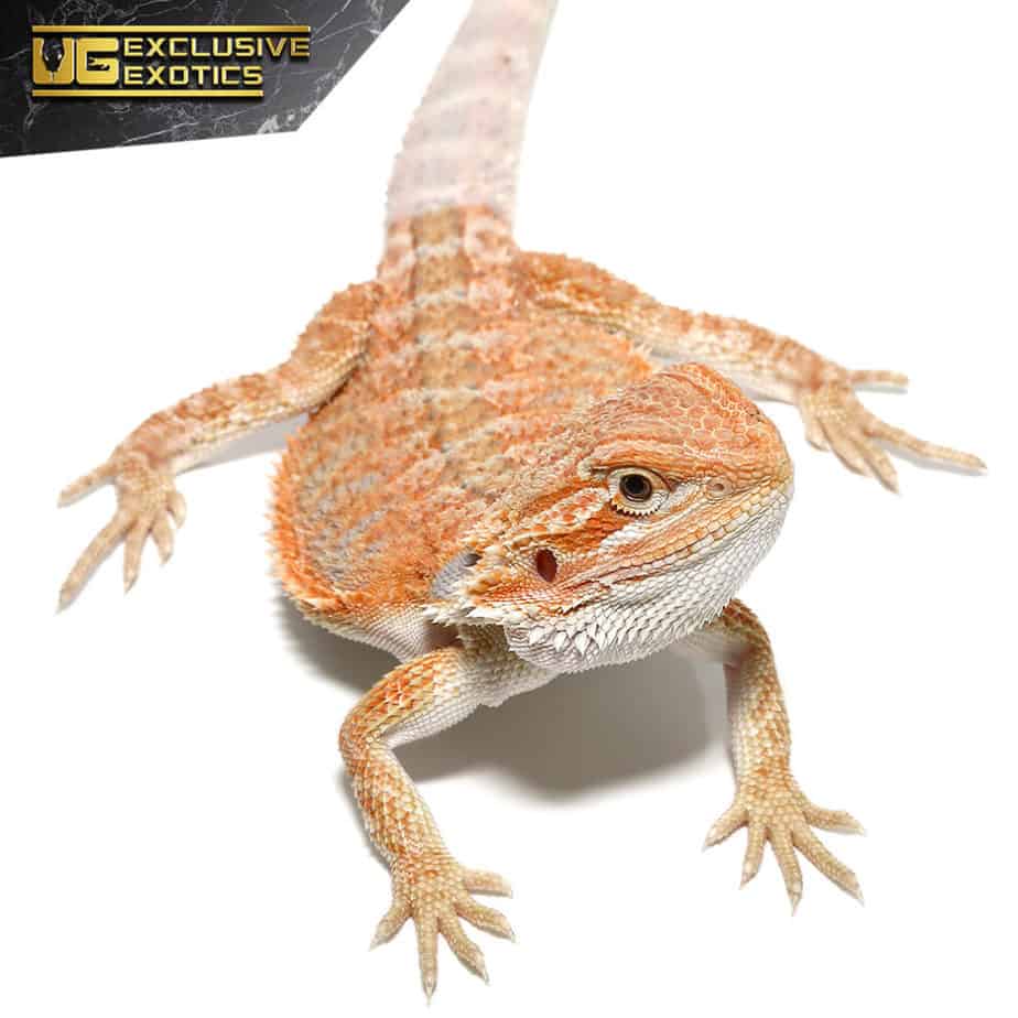 Baby Hypo Summer Stripe Bearded Dragons For Sale - Underground Reptiles