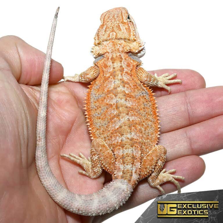 Baby Hypo Summer Stripe Bearded Dragons For Sale - Underground Reptiles