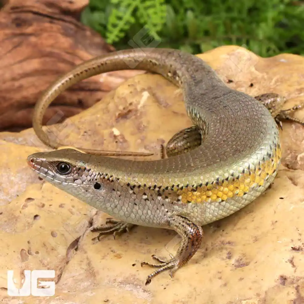 Terror Skink Town Of Hilton Head Island Government Skinks Are