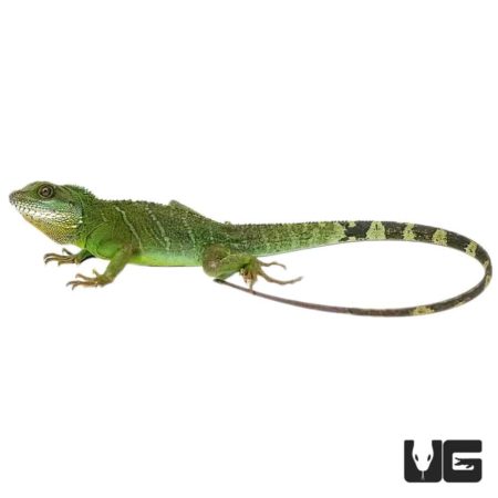 Adult Chinese Water Dragons For Sale - Underground Reptiles