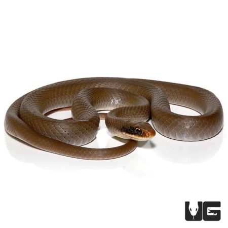 Masked Racers for sale - Underground Reptiles