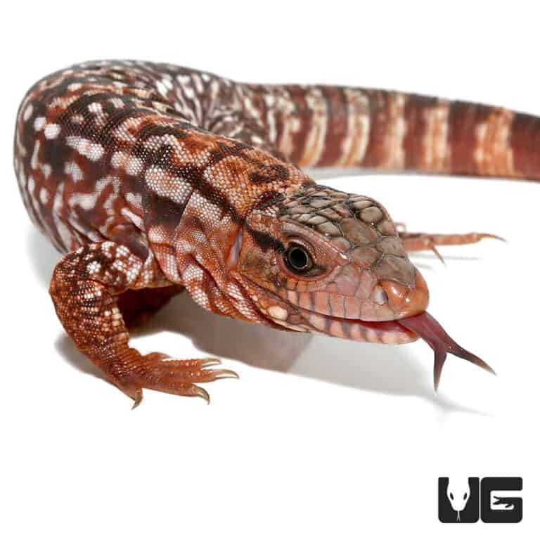 Baby Argentine Red Tegus For Sale - Underground Reptiles