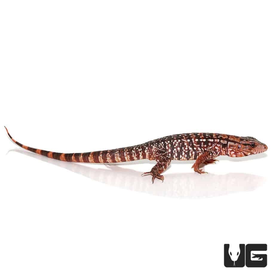 Baby Argentine Red Tegus For Sale - Underground Reptiles