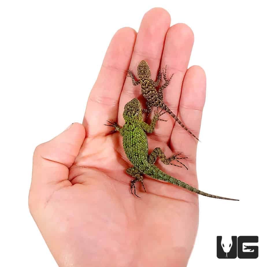 Baby Emerald Swift - Underground Reptiles