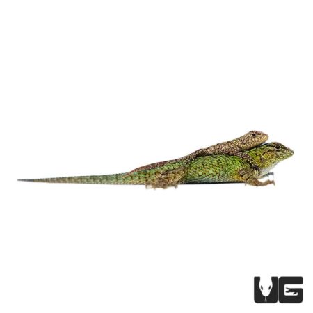 Baby Emerald Swift - Underground Reptiles