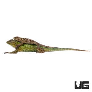 Baby Emerald Swift - Underground Reptiles