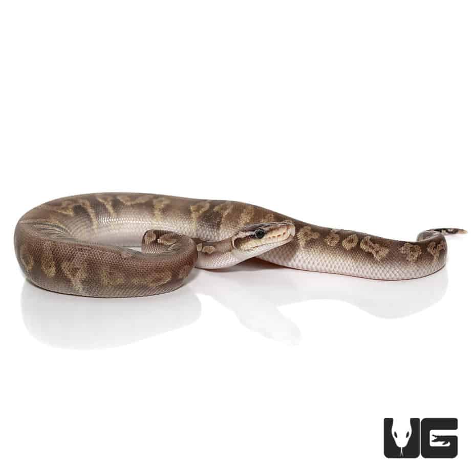 Baby GHI Pewter Ball Pythons (Python regius) For Sale - Underground ...
