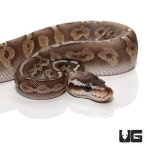 Baby GHI Pewter Ball Pythons (Python regius) For Sale - Underground ...