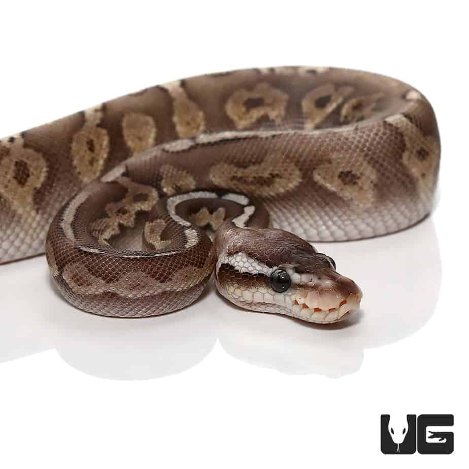 Baby GHI Pewter Ball Pythons (Python regius) For Sale - Underground ...