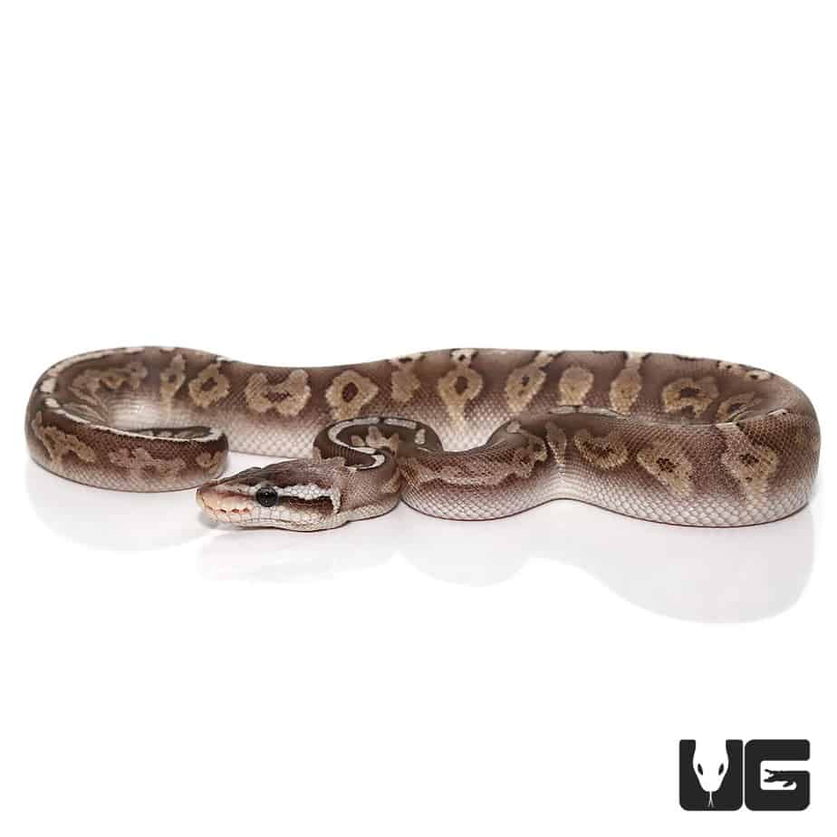 Baby GHI Pewter Ball Pythons (Python regius) For Sale - Underground ...