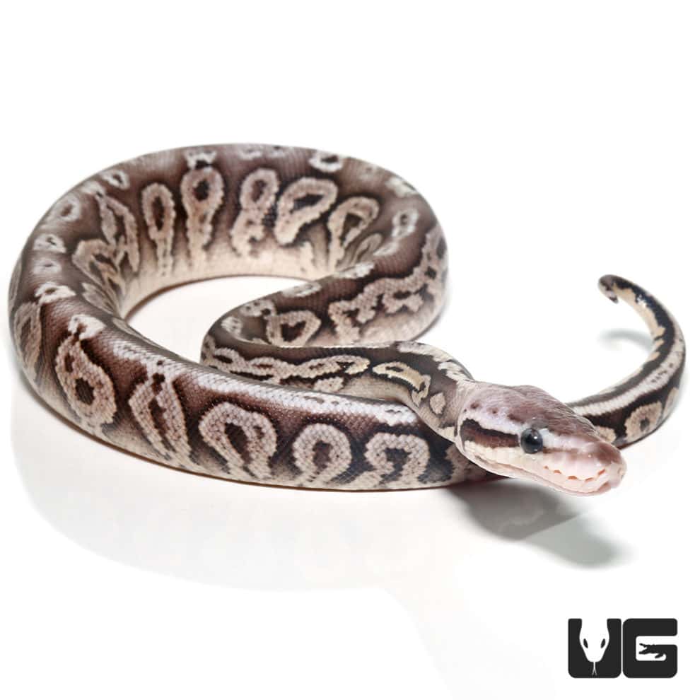 Baby GHI Pewter Ball Python For Sale - Underground Reptiles