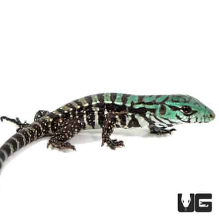 Captive Bred Tegus For Sale - Underground Reptiles