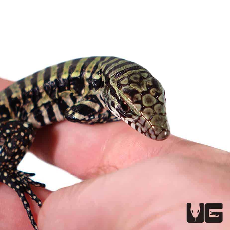 Baby Purple Tegu for sale - Underground Reptiles