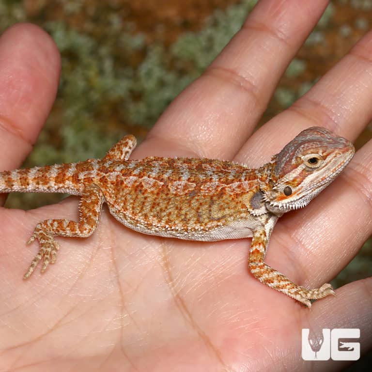 Baby Rustic Leatherback Bearded Dragon For Sale - Underground Reptiles