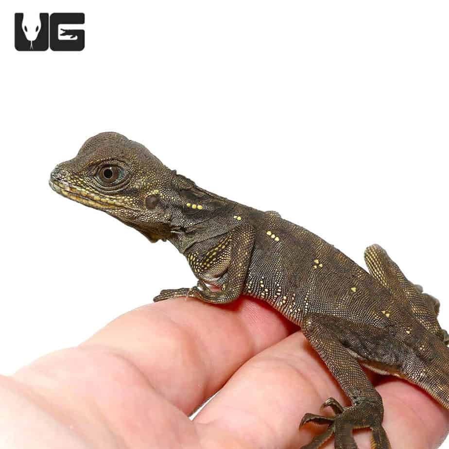 Baby Magma Hypo Translucent Dunner Bearded Dragon (Pogona vitticeps ...