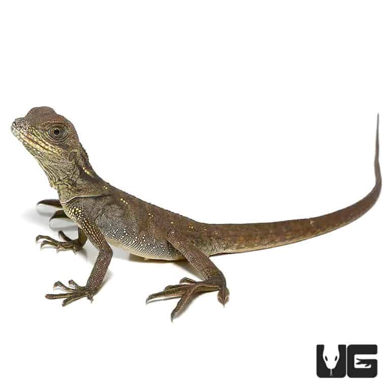 Baby Sailfin Dragons (Hydrosaurus weberi) For Sale - Underground Reptiles