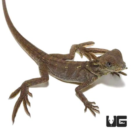 Baby Sailfin Dragons (Hydrosaurus weberi) For Sale - Underground Reptiles
