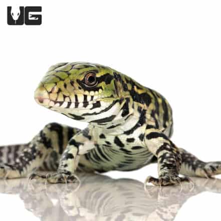 Captive Bred Tegus For Sale - Underground Reptiles