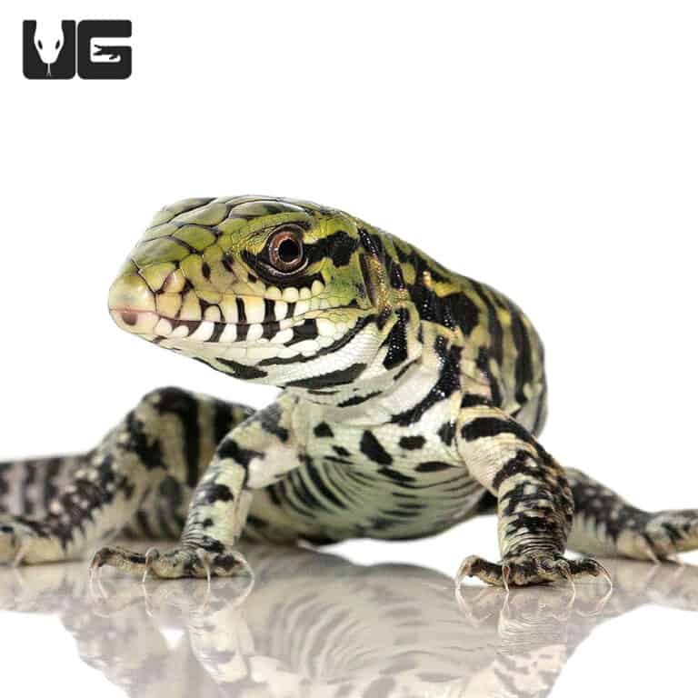 Ultra Purple Tegus For Sale - Underground Reptiles