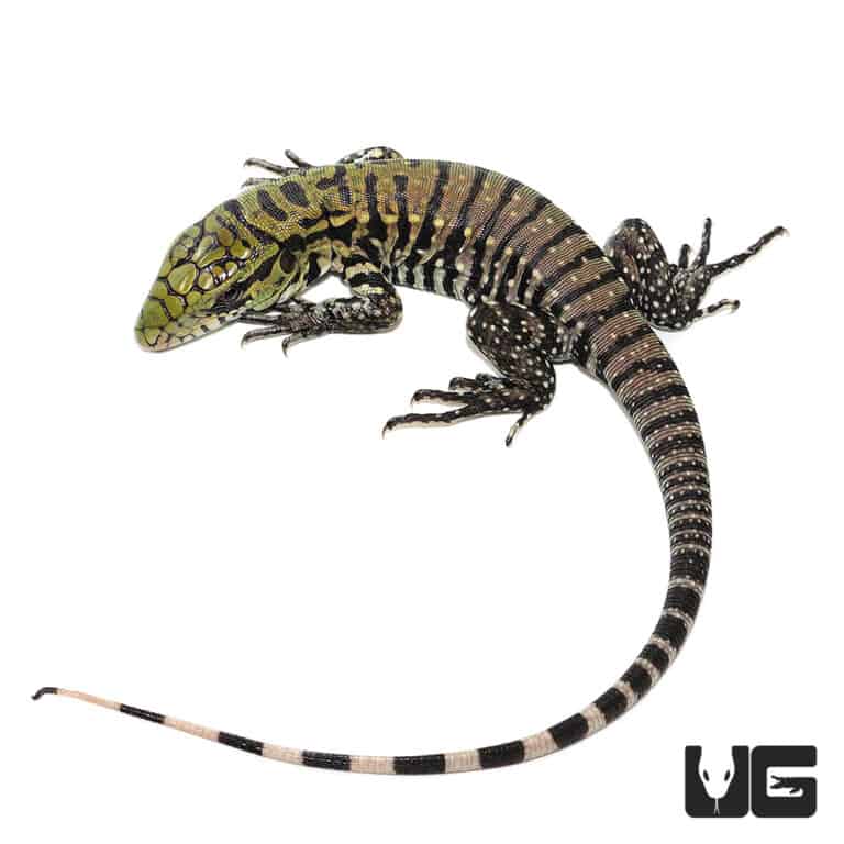 Captive Bred Tegus For Sale - Underground Reptiles