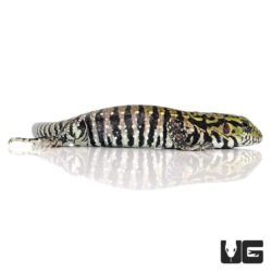 Ultra Purple Tegus For Sale - Underground Reptiles