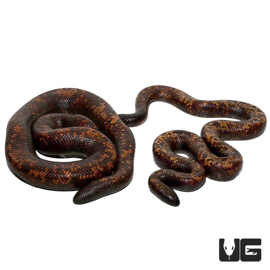 Underground Reptiles - Exotic Reptiles, Amphibians, Lizards and Mammals