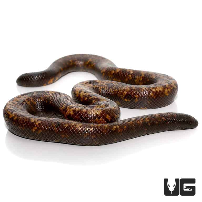 Calabar Python For Sale - Underground Reptiles