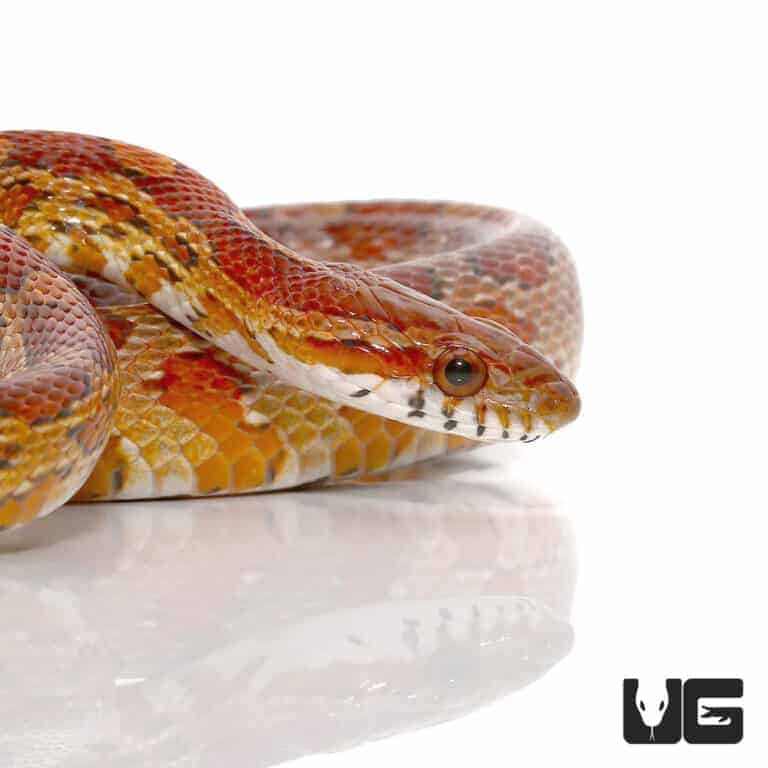 New Reptiles & Amphibians - Underground Reptiles