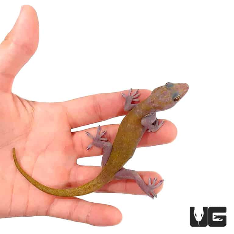 Geckos For Sale - Underground Reptiles