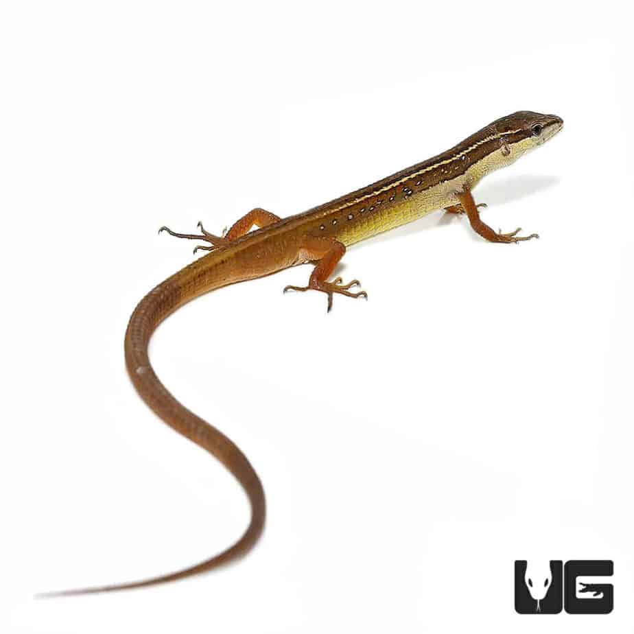Long Tailed Grass Lizards For Sale Underground Reptiles