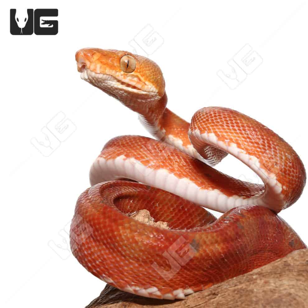 Boas For Sale - Underground Reptiles