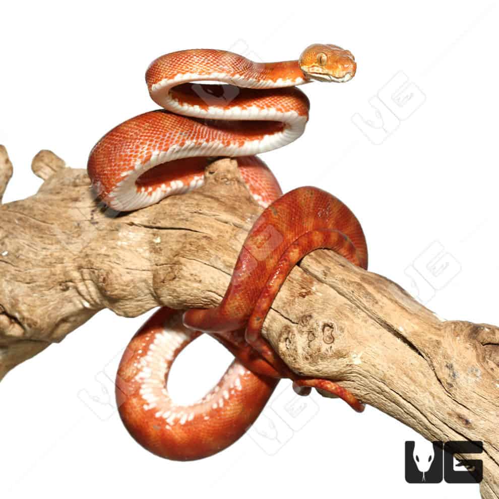 Boas For Sale - Underground Reptiles