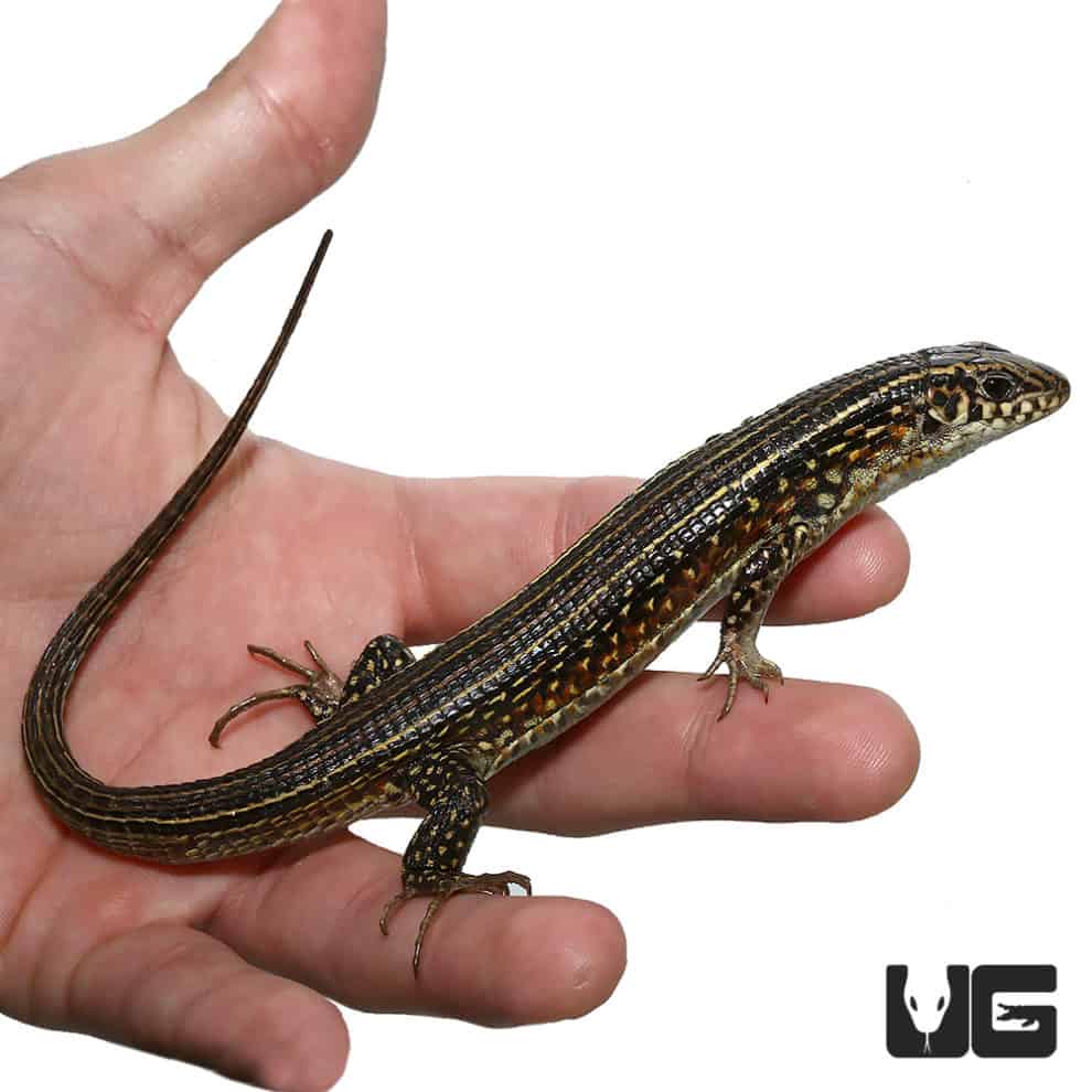 Ornate Girdled Lizard - Underground Reptiles