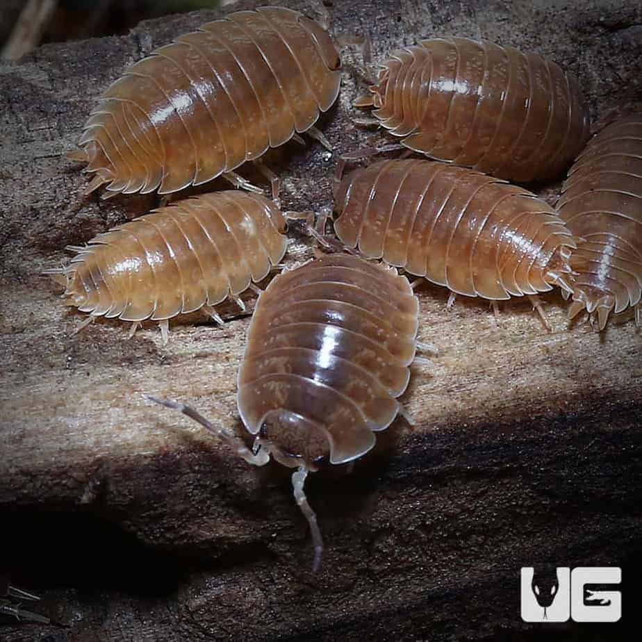 Porcellio Laevis Caramel Isopods - Underground Reptiles