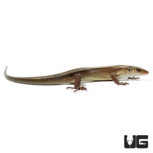 Sun Skinks For Sale - Underground Reptiles