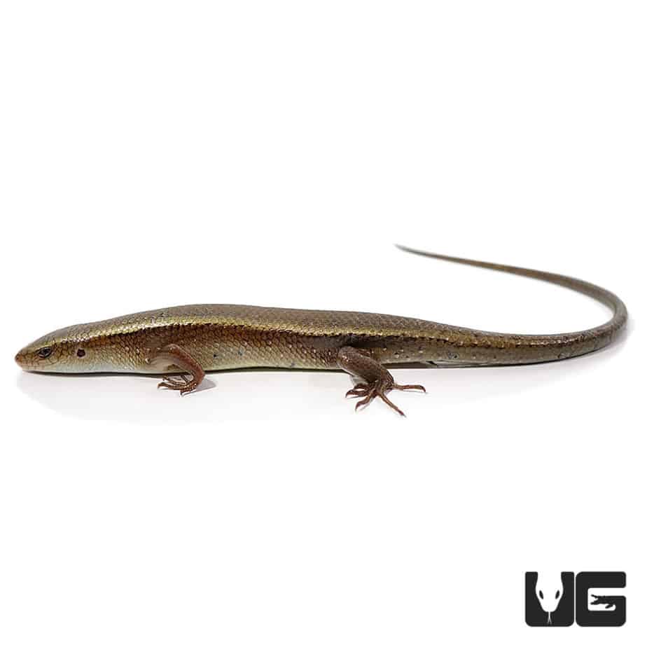 Sun Skinks For Sale - Underground Reptiles