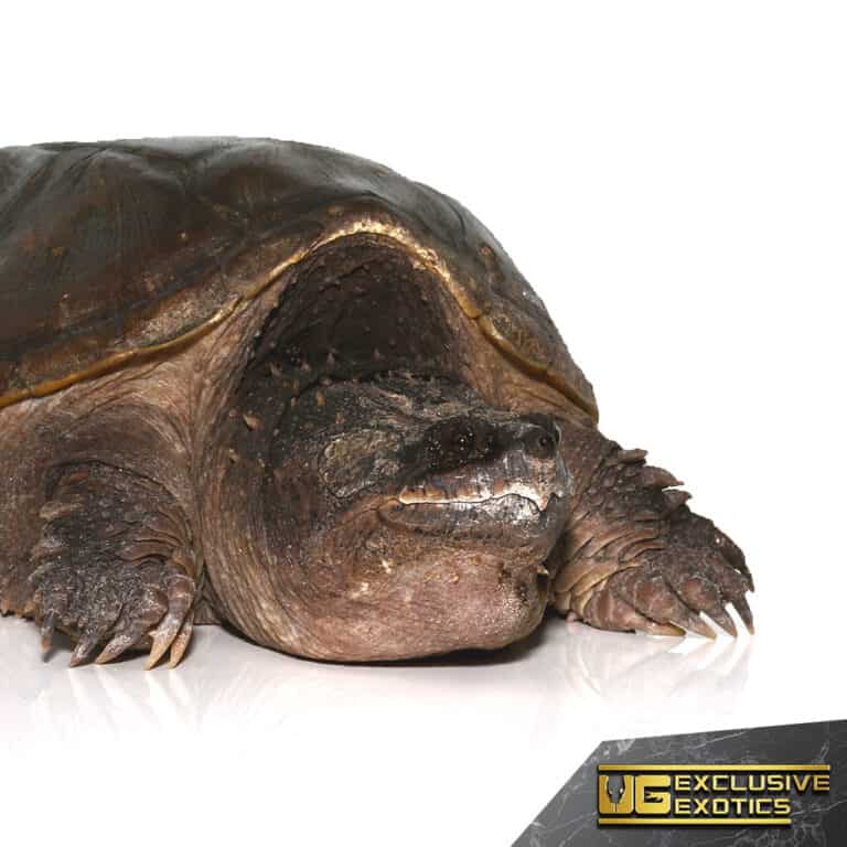 Juvenile Florida Snapping Turtles (Chelydra serpentina) For Sale ...