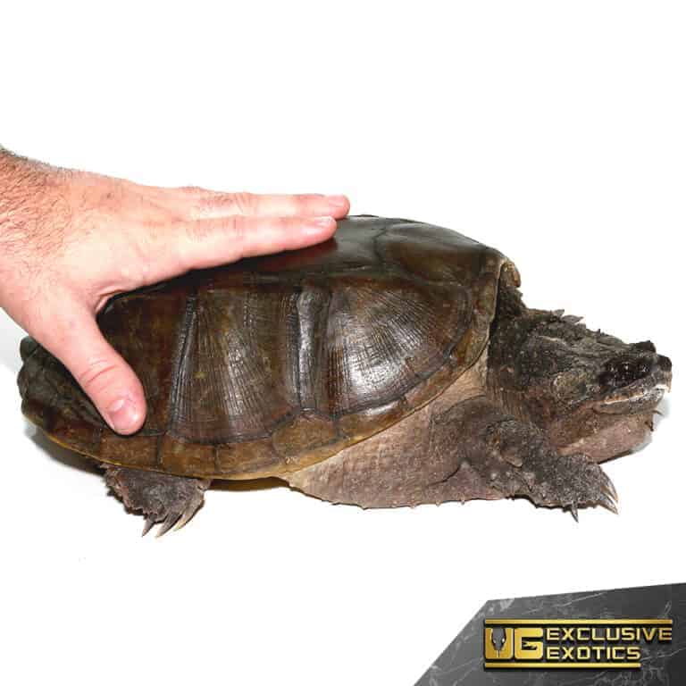 Juvenile Florida Snapping Turtles (Chelydra serpentina) For Sale ...